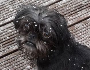 12 Affenpinscher Mix Breeds – The Popular and Adorable Hybrid Dogs ...