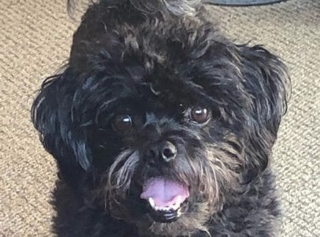 12 Affenpinscher Mix Breeds – The Popular and Adorable Hybrid Dogs ...