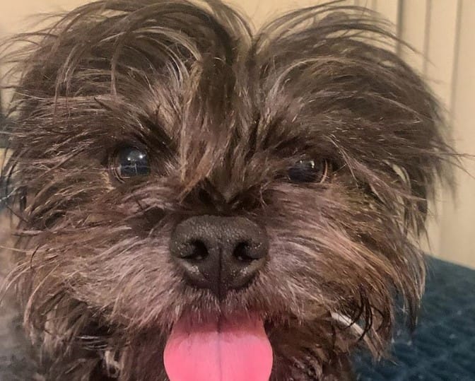 12 Affenpinscher Mix Breeds – The Popular and Adorable Hybrid Dogs ...