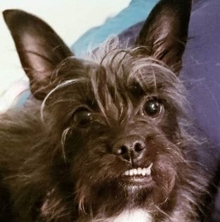 12 Affenpinscher Mix Breeds – The Popular and Adorable Hybrid Dogs ...