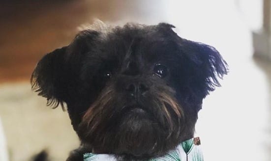 12 Affenpinscher Mix Breeds – The Popular and Adorable Hybrid Dogs ...