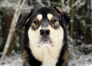 9 Alaskan Malamute Mix Breeds – The Popular and Adorable Hybrid Dogs ...