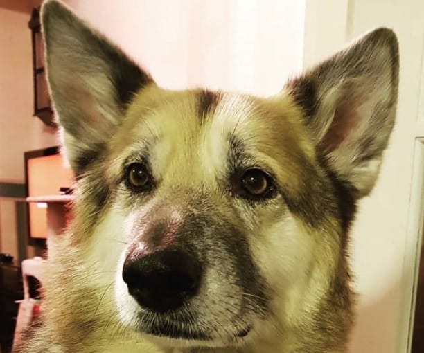 9 Alaskan Malamute Mix Breeds – The Popular and Adorable Hybrid Dogs ...