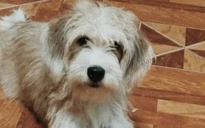 25 Lhasa Apso Mix Breeds – The Popular and Adorable Hybrid Dogs - PetPress