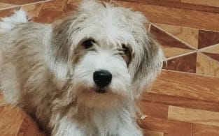 25 Lhasa Apso Mix Breeds – The Popular and Adorable Hybrid Dogs - PetPress