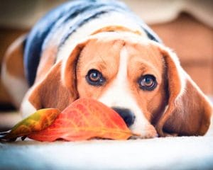 14 Beagle Puppy Nutrition Tips - PetPress