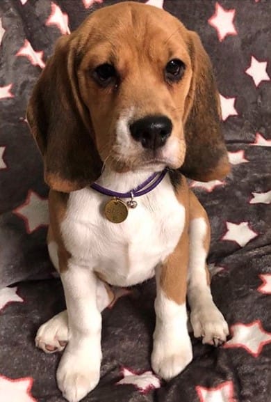14 Beagle Puppy Nutrition Tips - PetPress