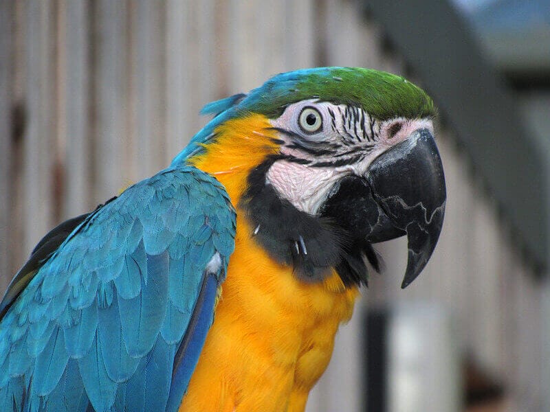 Male Parrot Names – The 200 Most Popular Names for Male Parrots