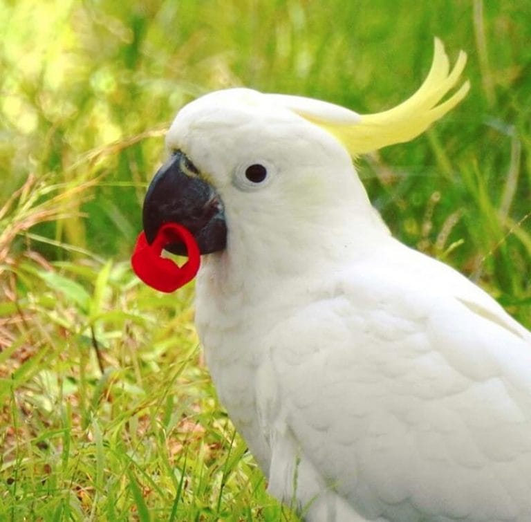 Top 500 Bird Names for Naming Your Pet Bird - PetPress