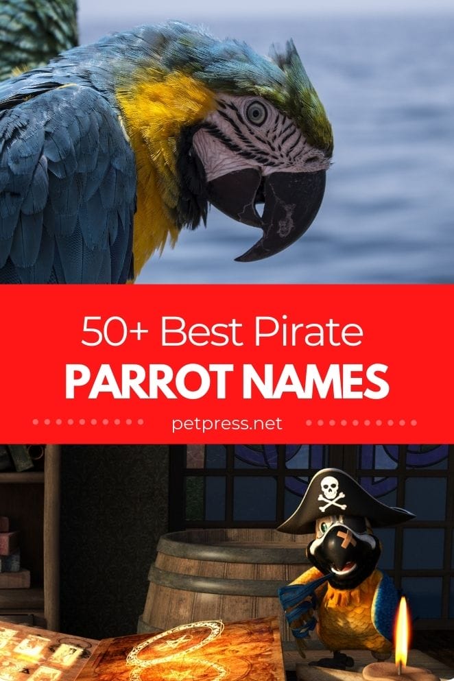 50+ Best Pirate Parrot Names | Famous Pirate Names For A Parrot