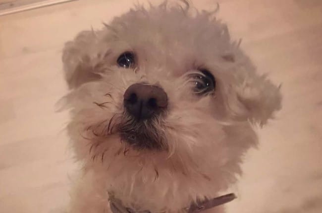 16 Coton de Tulear Mix Breeds – The Popular and Adorable Hybrid Dogs ...