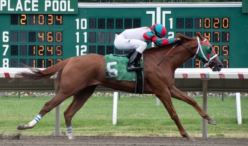 125 Funny Race Horse Names - Hilarious Ideas for Naming Your Horse ...