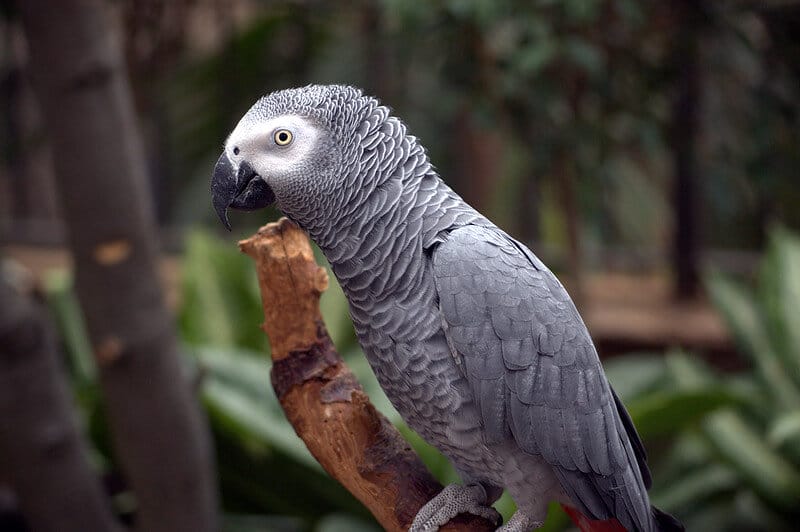 Top 500 Most Popular Male Bird Names - PetPress