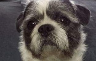 25 Lhasa Apso Mix Breeds – The Popular and Adorable Hybrid Dogs - PetPress