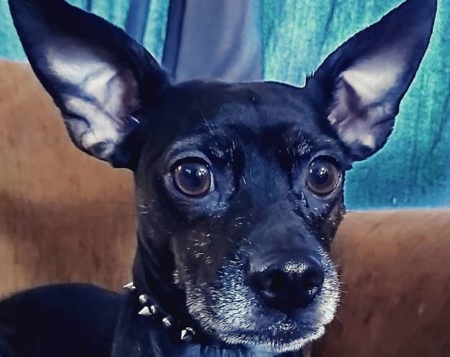 36 Miniature Pinscher Mix Breeds – The Popular and Adorable Hybrid Dogs ...