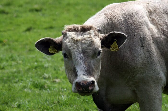 Cow Names: The 700 Most Popular Names for Cows