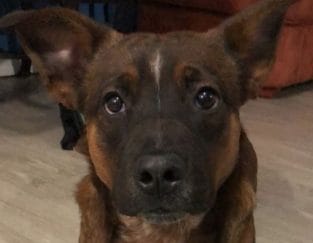 20 Australian Cattle Dog Mix Breeds – The Adorable Hybrid Dogs