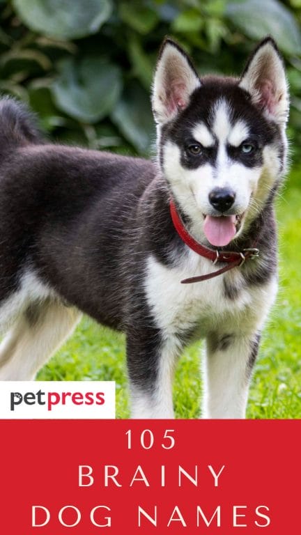 Top 105 Brainy Dog Names - PetPress