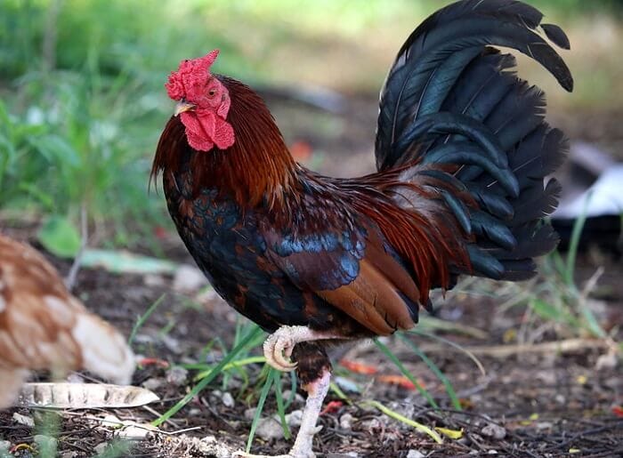Rooster Names: 200+ Most Popular Names for Roosters - PetPress