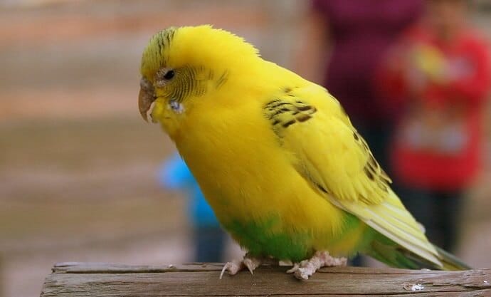 Parakeet Names – The 500 Most Popular Names for Parakeets