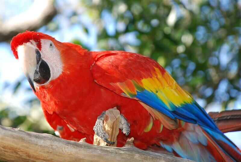 Top 300 Most Popular Female Bird Names - PetPress