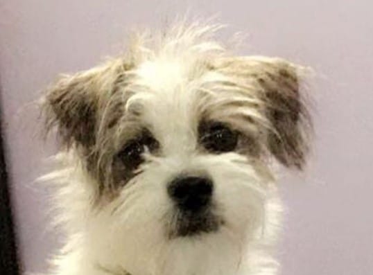 25 Lhasa Apso Mix Breeds – The Popular and Adorable Hybrid Dogs - PetPress