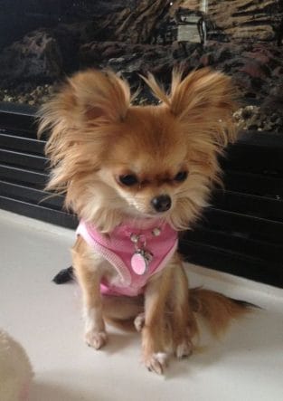 15 Photos Confirming That Chihuahuas Love Pink - PetPress