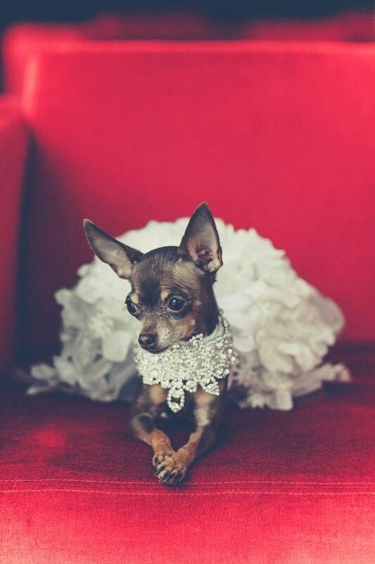 15 Photos Confirming That Chihuahuas Love Chic And Glamor - PetPress
