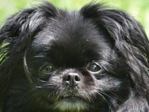 12 Affenpinscher Mix Breeds – The Popular and Adorable Hybrid Dogs ...