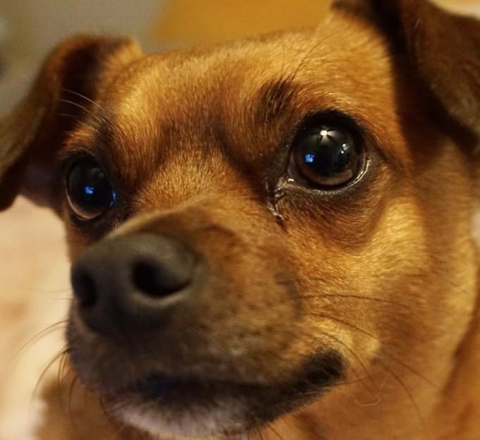 36 Miniature Pinscher Mix Breeds – The Popular and Adorable Hybrid Dogs ...