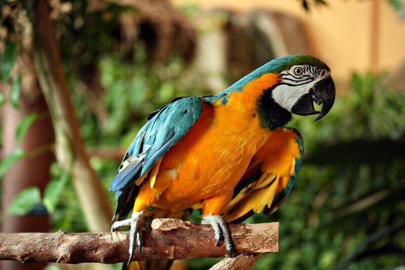 Parrot Names – The 500 Most Popular Names for Parrots | PetPress
