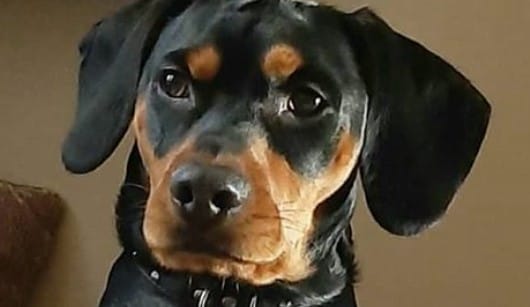 36 Miniature Pinscher Mix Breeds – The Popular and Adorable Hybrid Dogs ...