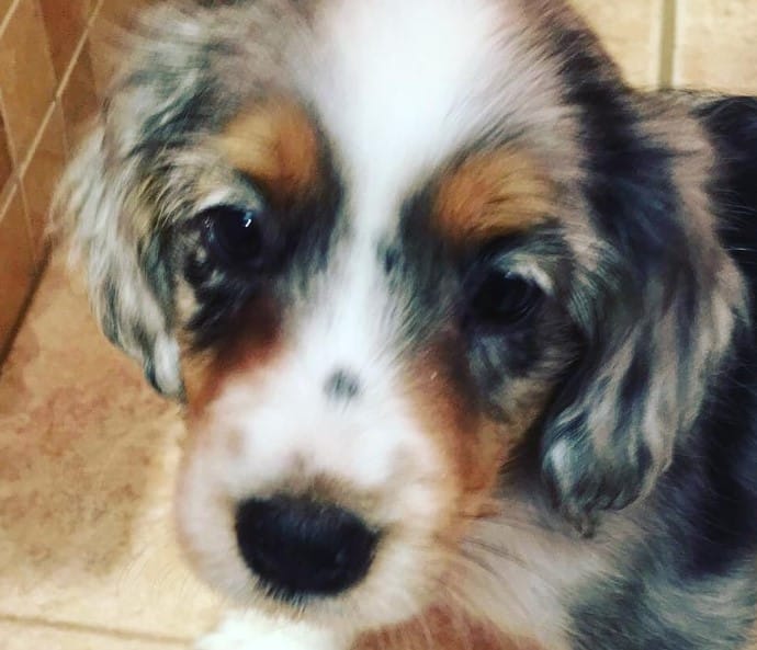 25 Shetland Sheepdog Mix Breeds – The Popular and Adorable Hybrid Dogs ...