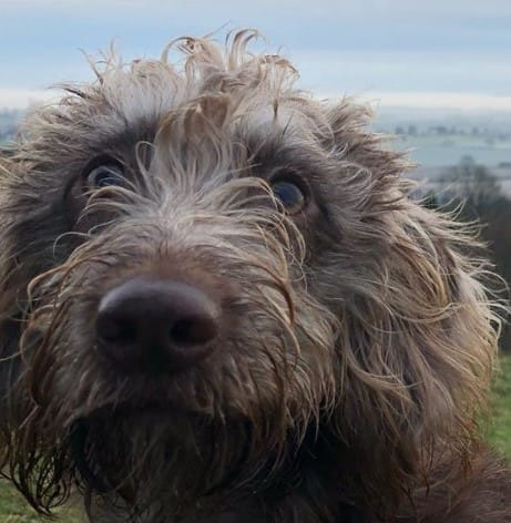 16 Coton de Tulear Mix Breeds – The Popular and Adorable Hybrid Dogs ...