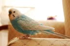 500 Most Popular Names for Budgies for Boys and Girls | PetPress