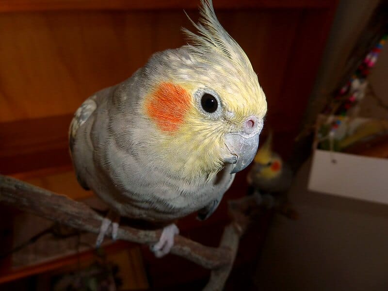 Male Parrot Names – The 200 Most Popular Names for Male Parrots