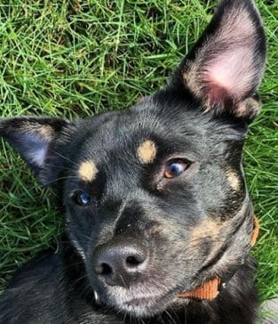 36 Miniature Pinscher Mix Breeds – The Popular and Adorable Hybrid Dogs ...