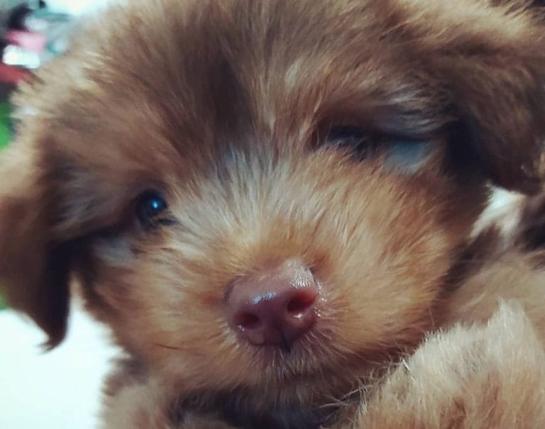 16 Coton de Tulear Mix Breeds – The Popular and Adorable Hybrid Dogs ...