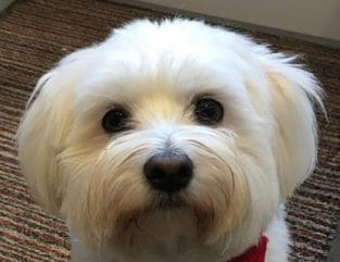16 Coton de Tulear Mix Breeds – The Popular and Adorable Hybrid Dogs ...