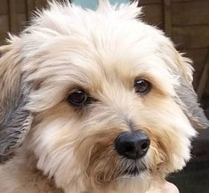 25 Lhasa Apso Mix Breeds – The Popular and Adorable Hybrid Dogs - PetPress