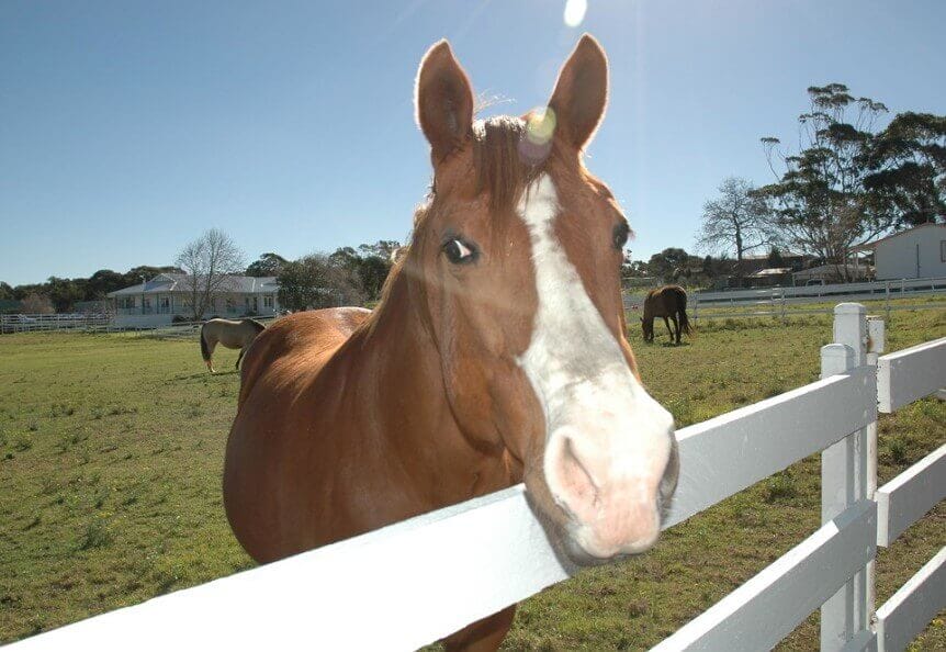 Female Horse Names – The 500 Most Popular Names for Fillies and Mares ...