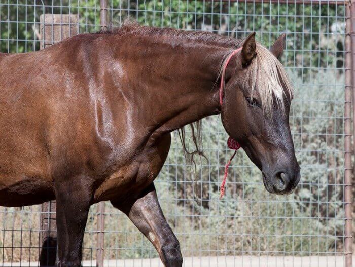 Female Horse Names – The 500 Most Popular Names for Fillies and Mares ...