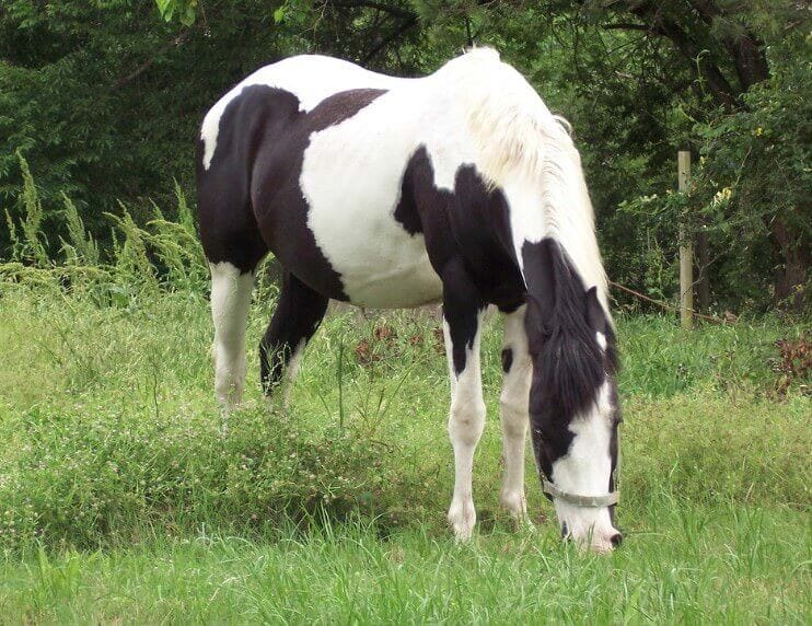 380 Native American Indian Horse Names with Meanings - PetPress