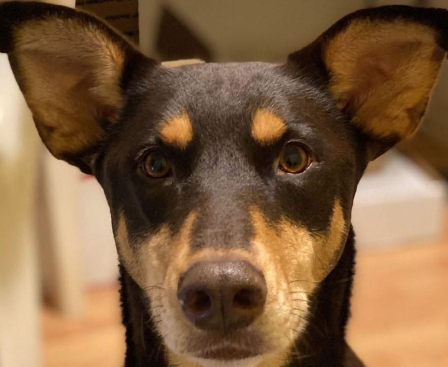 4 Old English Sheepdog Mix Breeds – The Popular and Adorable Hybrid ...