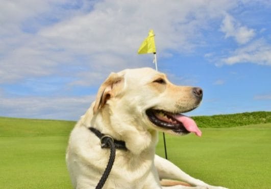 100+ Best Golf Dog Names: Dog Names Inspired by the Sport