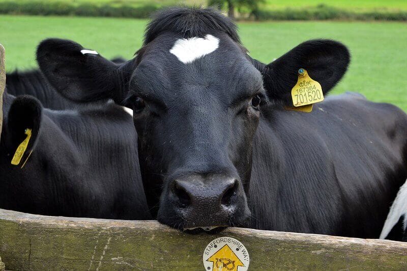 Cow Names: The 700 Most Popular Names for Cows