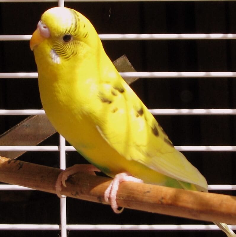 Parakeet Names – The 500 Most Popular Names for Parakeets