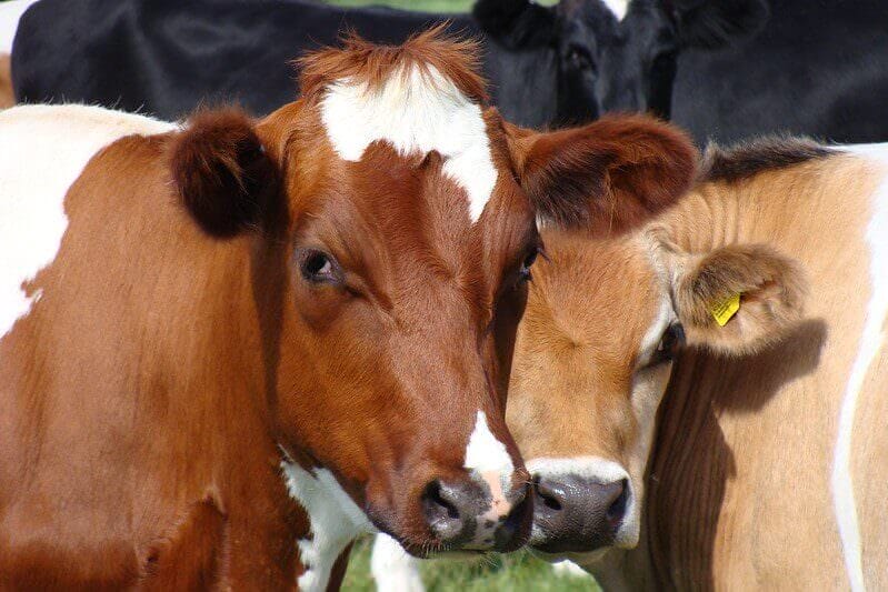 Cow Names: The 700 Most Popular Names for Cows