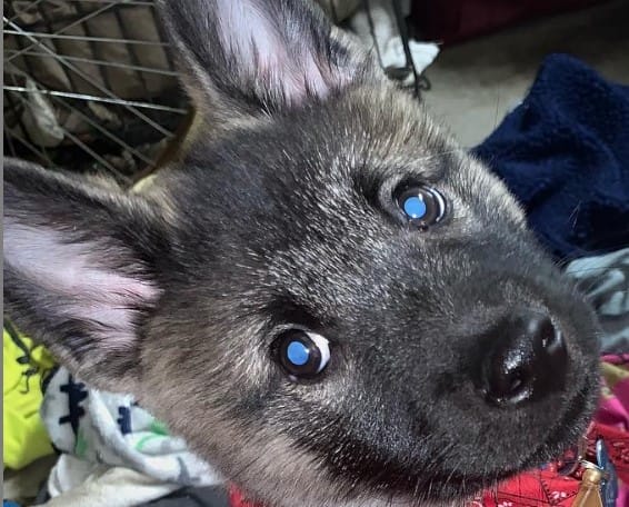 2 Norwegian Elkhound Mix Breeds – The Popular and Adorable Hybrid Dogs ...