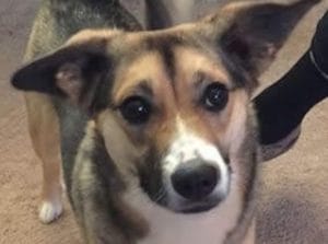 2 Norwegian Elkhound Mix Breeds – The Popular and Adorable Hybrid Dogs ...